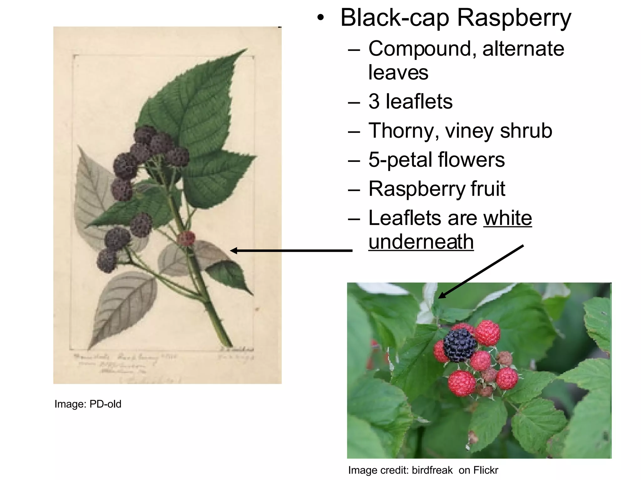 Woody Plant Identification | PPT