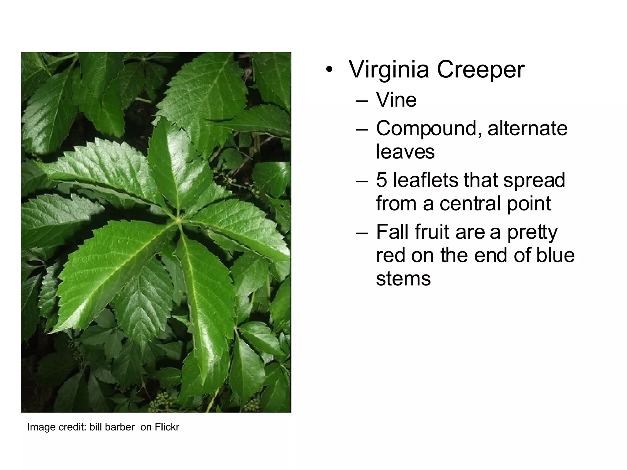 Woody Plant Identification | PPT