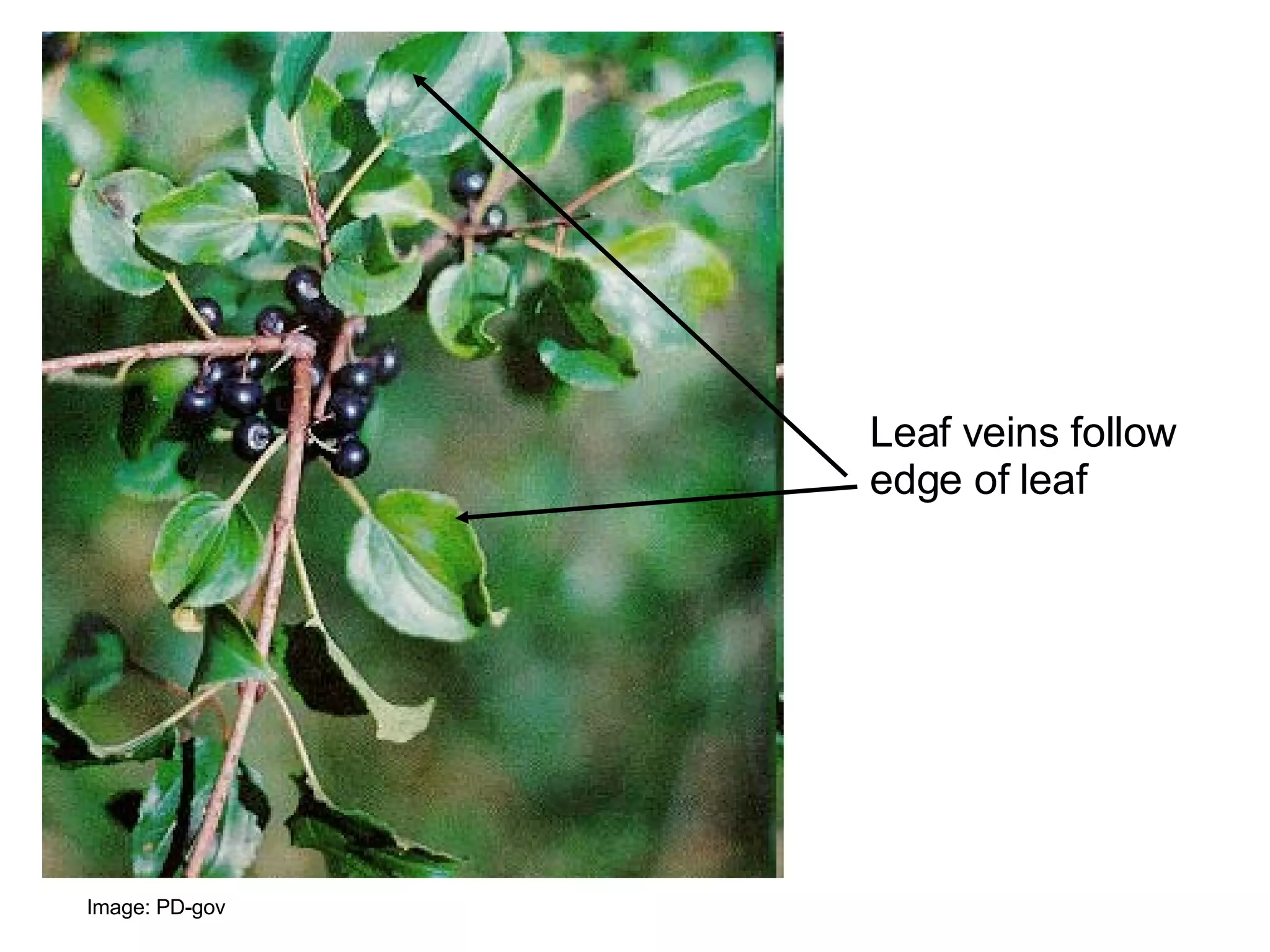 Woody Plant Identification | PPT