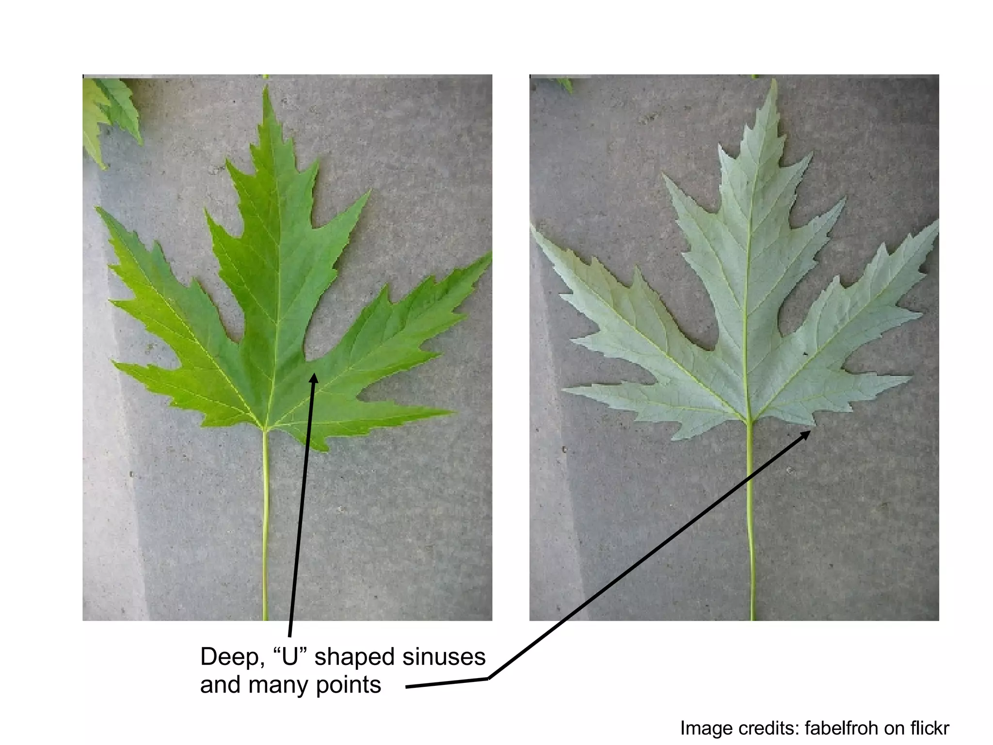 Woody Plant Identification | PPT