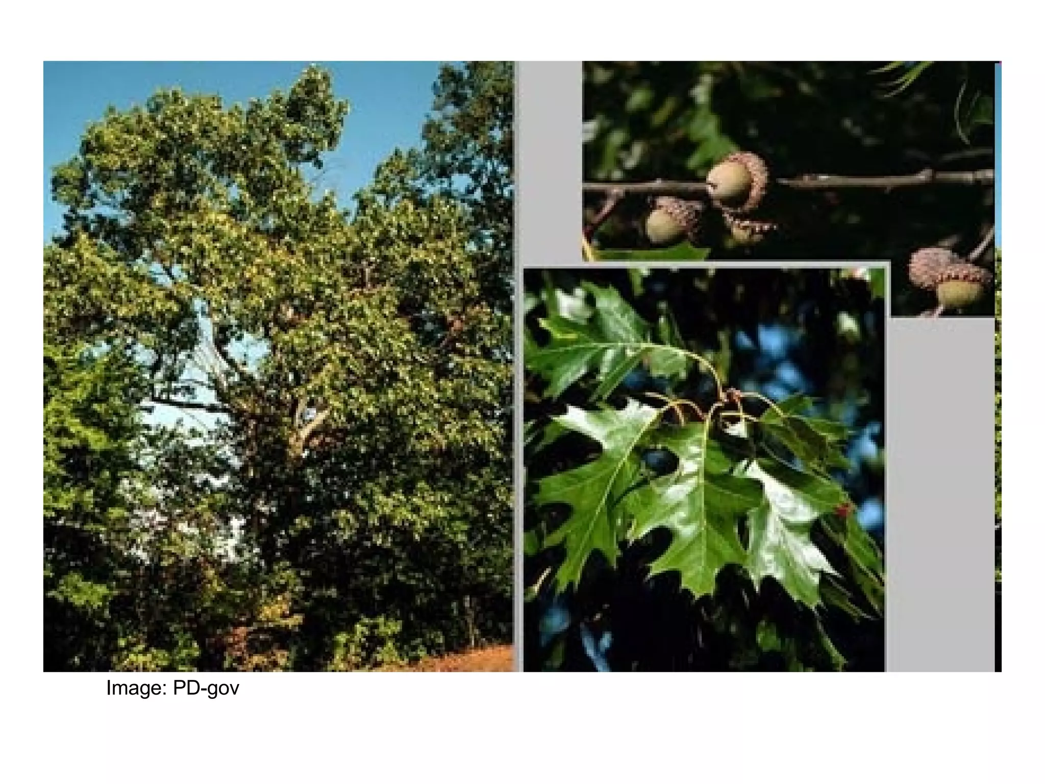 Woody Plant Identification | PPT