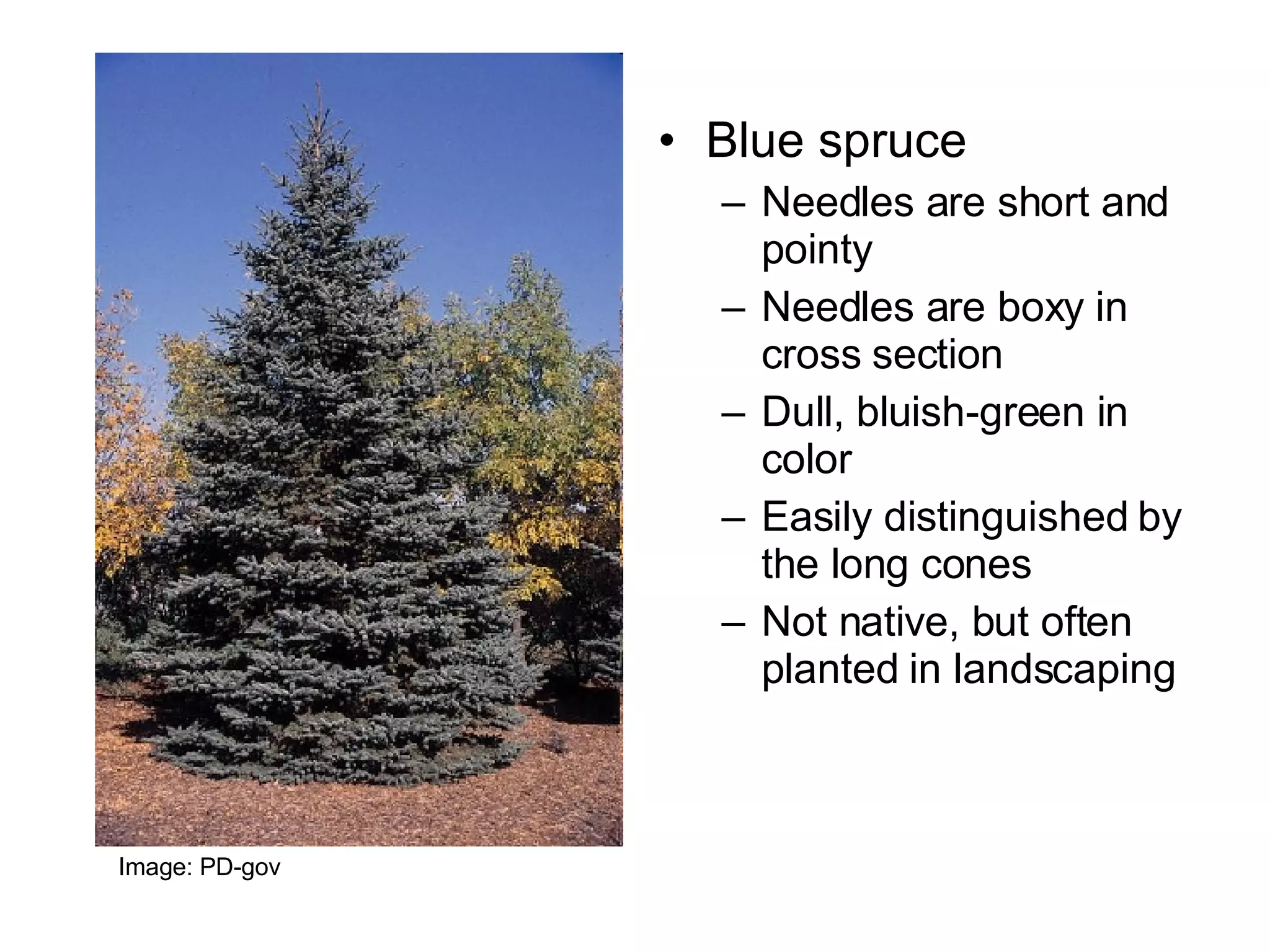 Woody Plant Identification | PPT