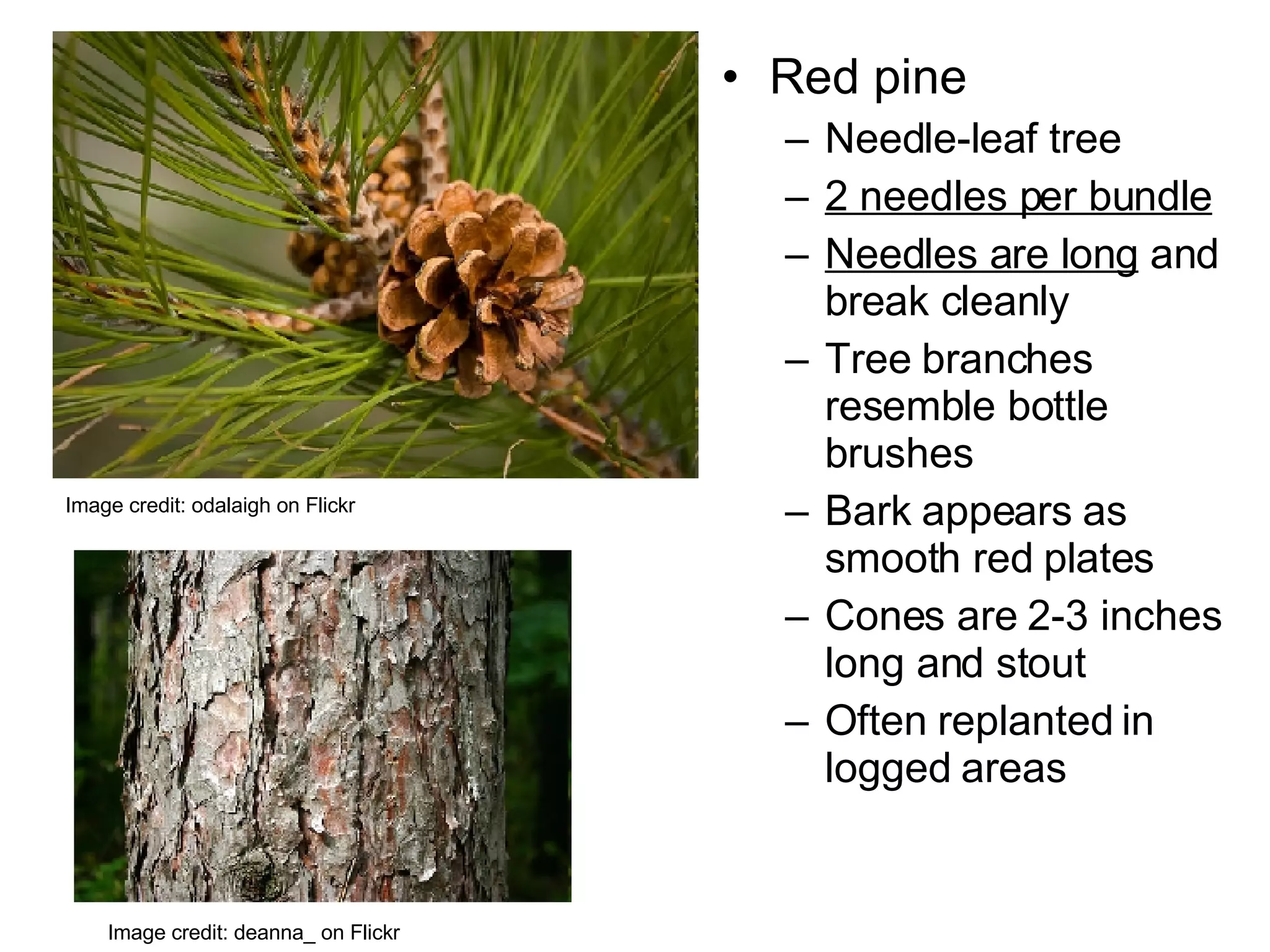 Woody Plant Identification | PPT