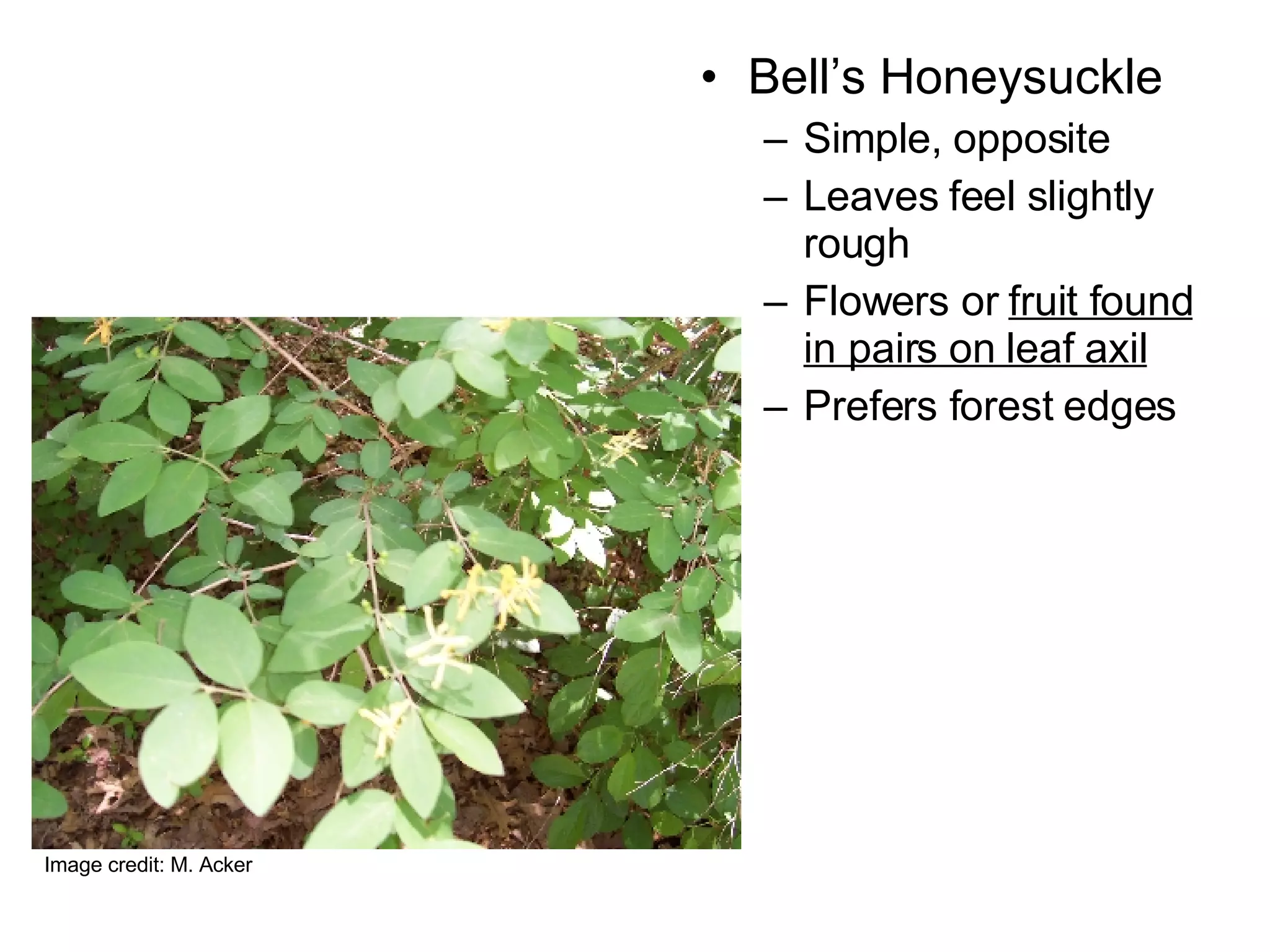 Woody Plant Identification | PPT