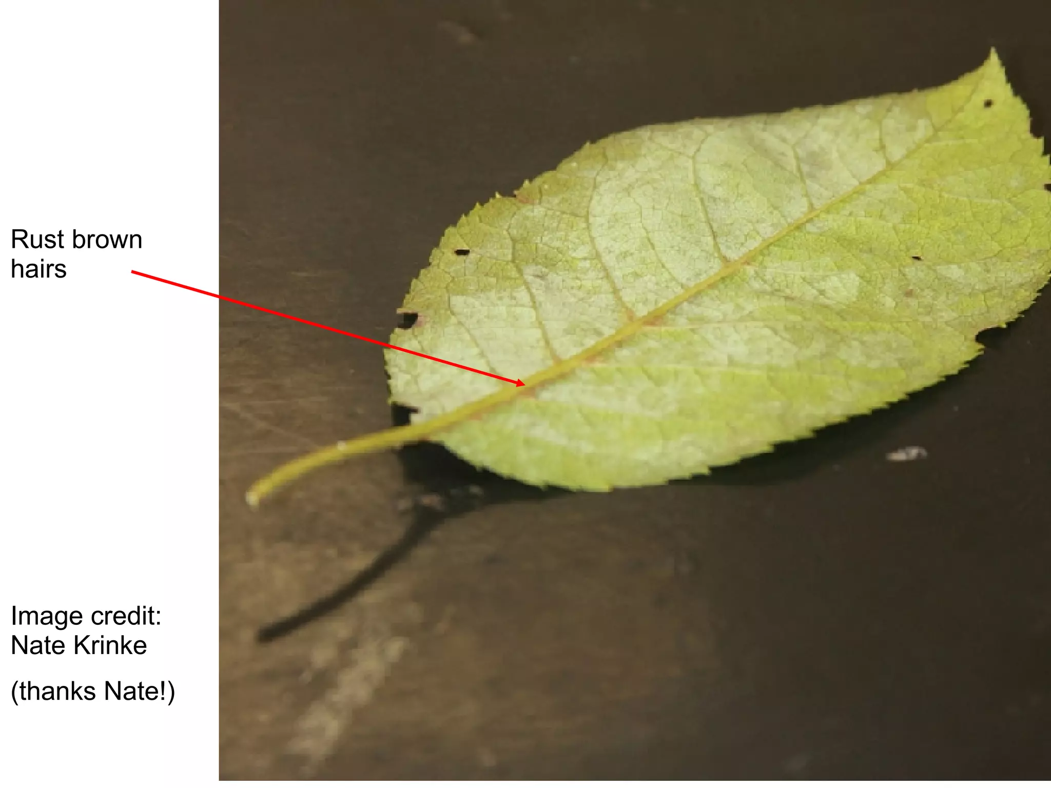 Woody Plant Identification | PPT