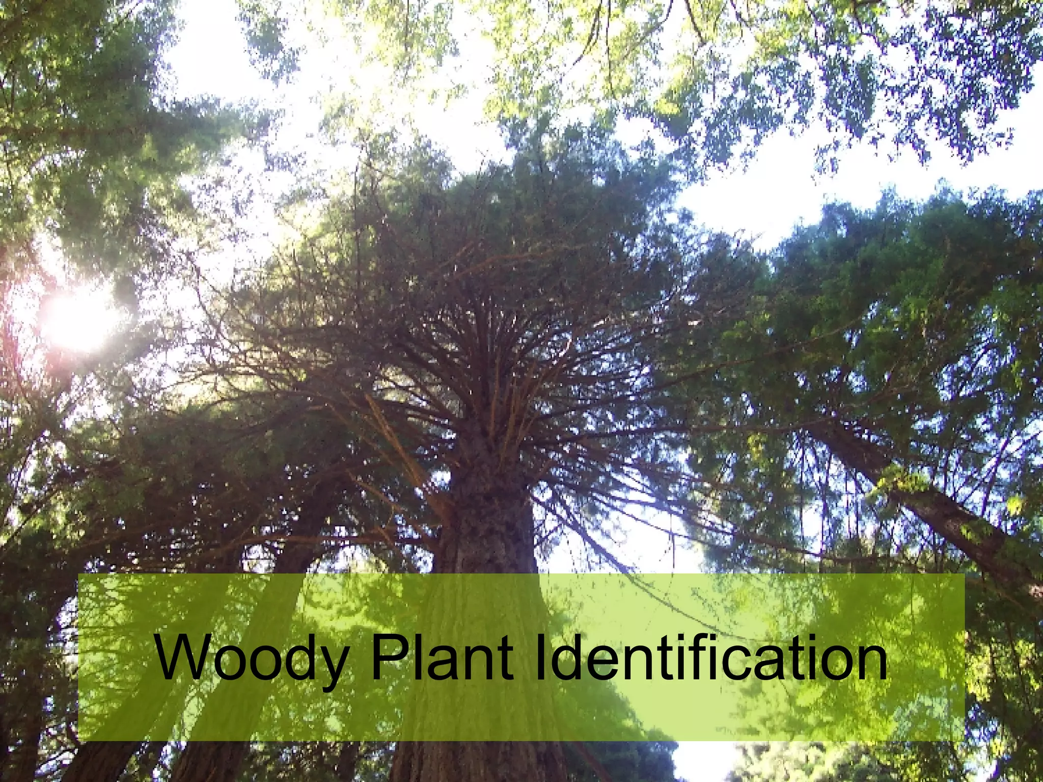 Woody Plant Identification | PPT
