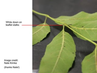 Woody Plant Identification | PPT