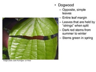 Woody Plant Identification | PPT