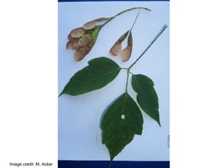 Woody Plant Identification | PPT
