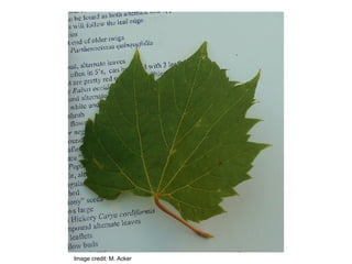 Woody Plant Identification | PPT
