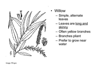 Woody Plant Identification | PPT