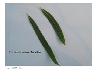 Woody Plant Identification | PPT