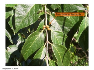 Woody Plant Identification | PPT