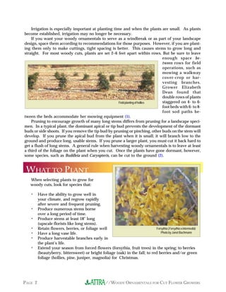 Woody Ornamentals for Cut Flower Growers | PDF
