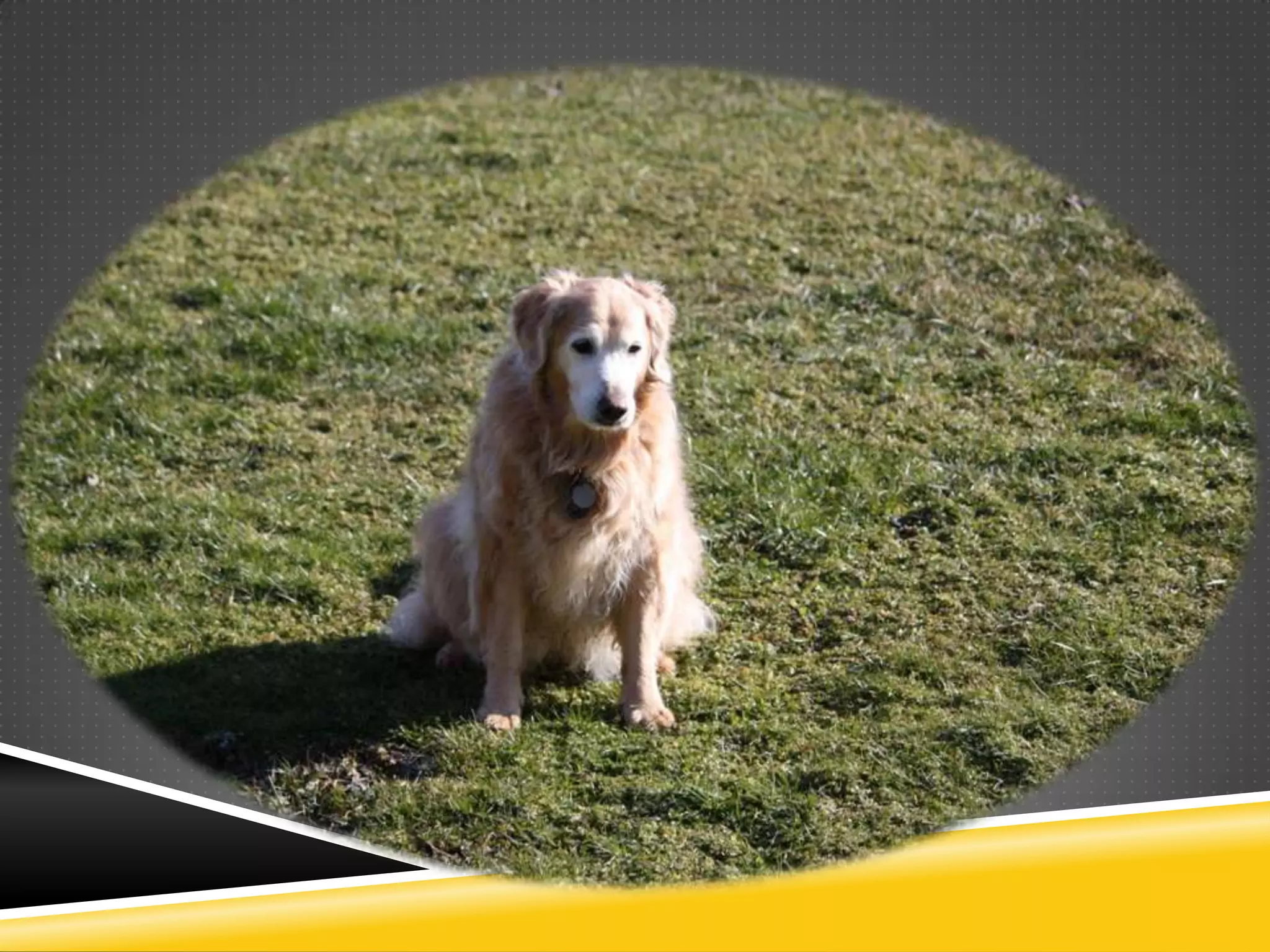 Woof, woof – meow! | PPTX