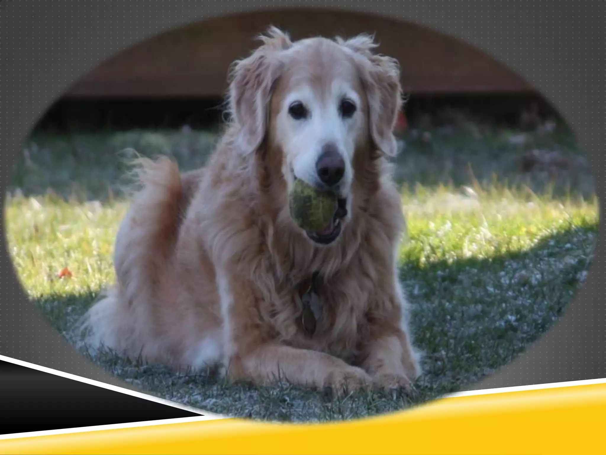 Woof, woof – meow! | PPTX