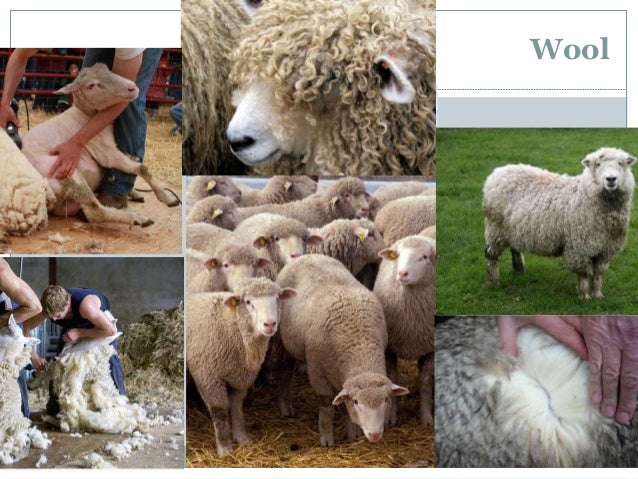 Natural Animal FIber - Wool