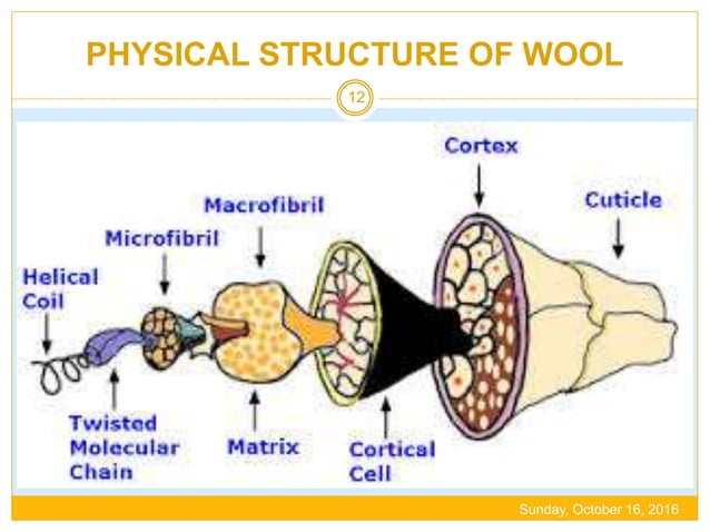 Protein Fiber (Wool) | PPT