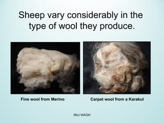 The Wool Introduction along with details | PPT