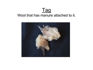 Wool judging | PPTX