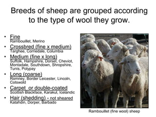 Wool judging | PPTX