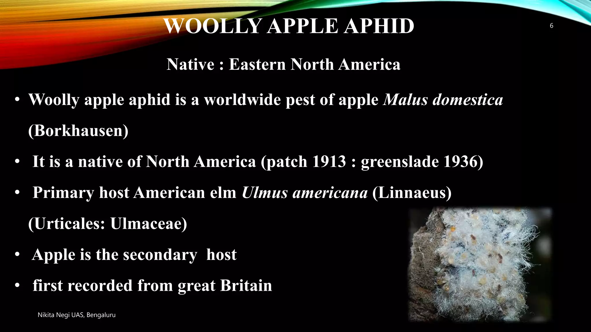Woolly apple aphid | PPTX