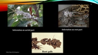 Woolly apple aphid | PPTX