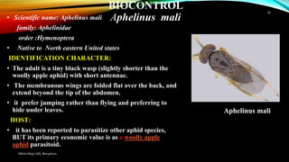 Woolly apple aphid | PPTX