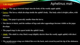Woolly apple aphid | PPTX