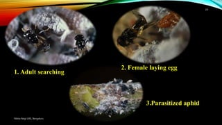 Woolly apple aphid | PPTX