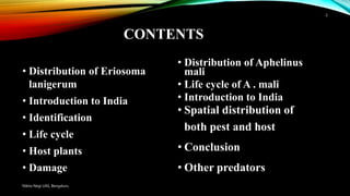 Woolly apple aphid | PPTX