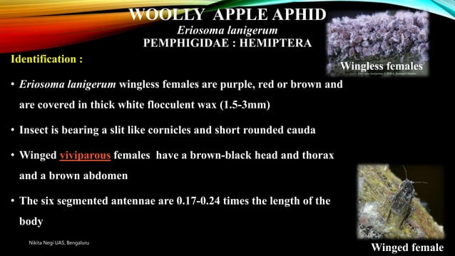 Woolly apple aphid | PPTX