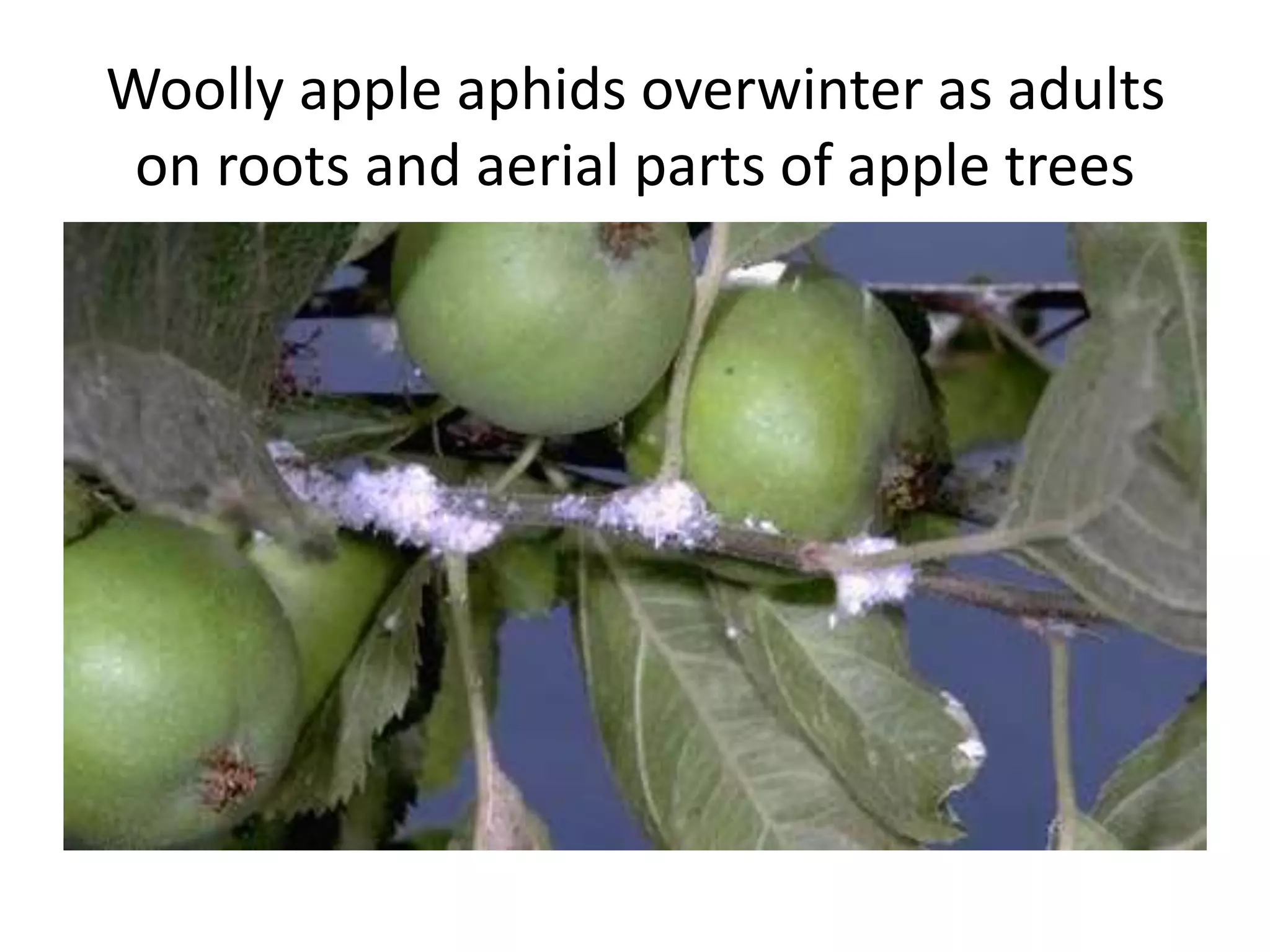 Woolly apple aphid lifecycle | PPTX