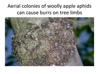 Woolly apple aphid lifecycle | PPTX
