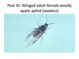 Woolly apple aphid lifecycle | PPTX