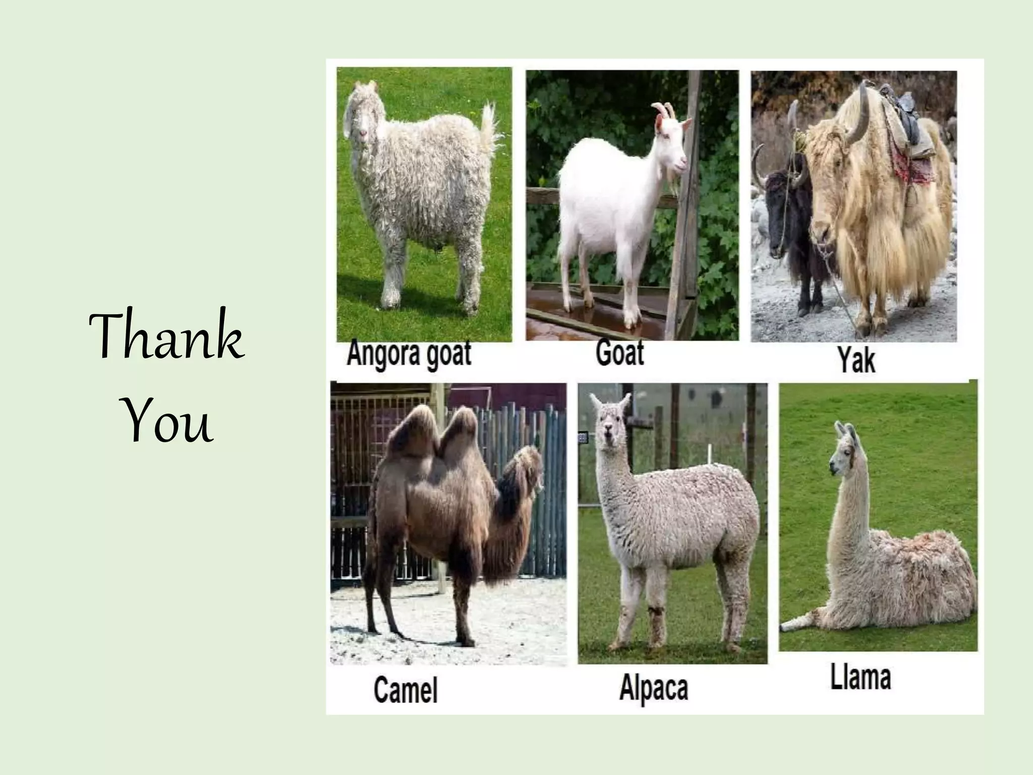 development of wool | PPTX