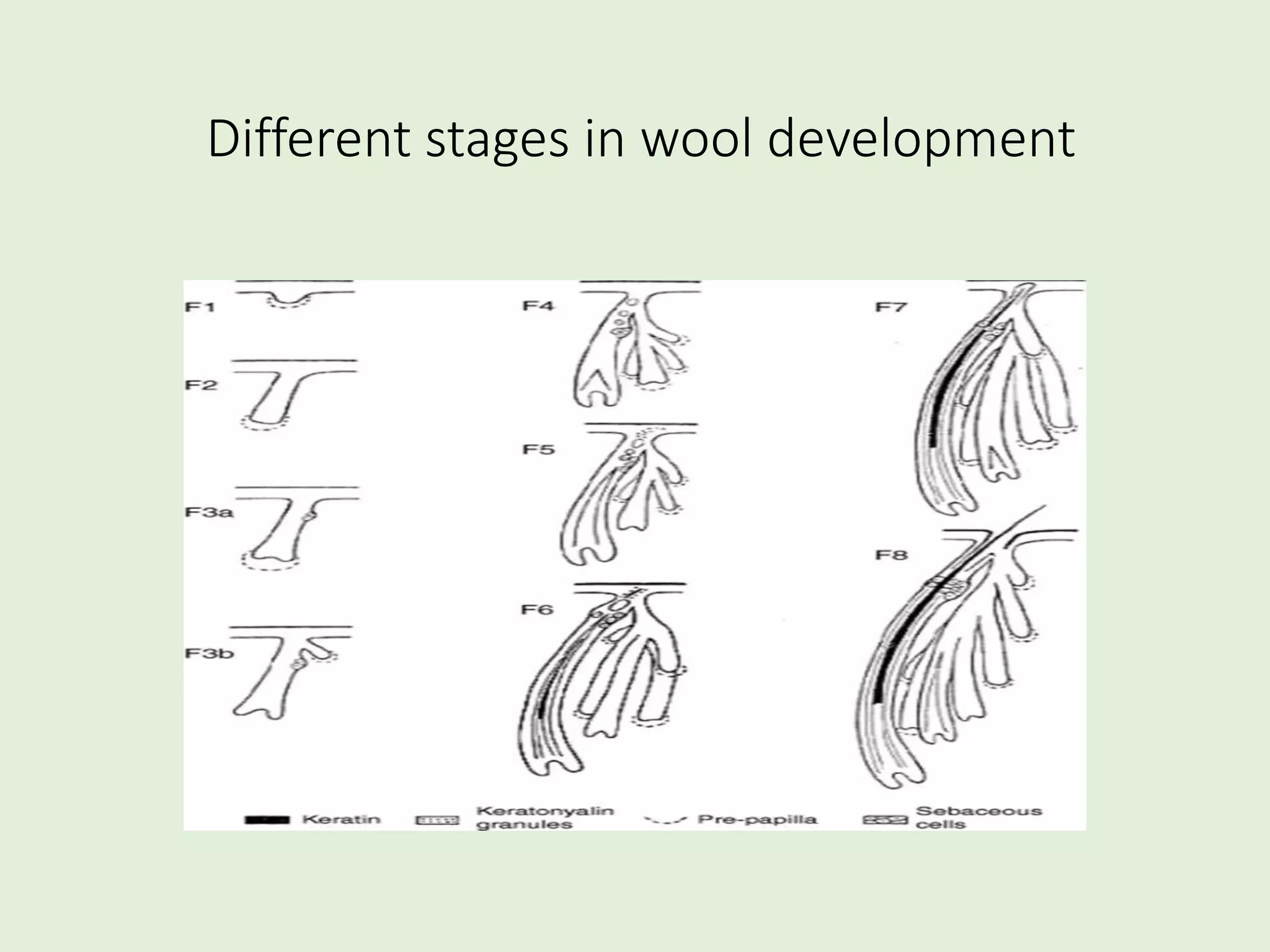 development of wool | PPTX