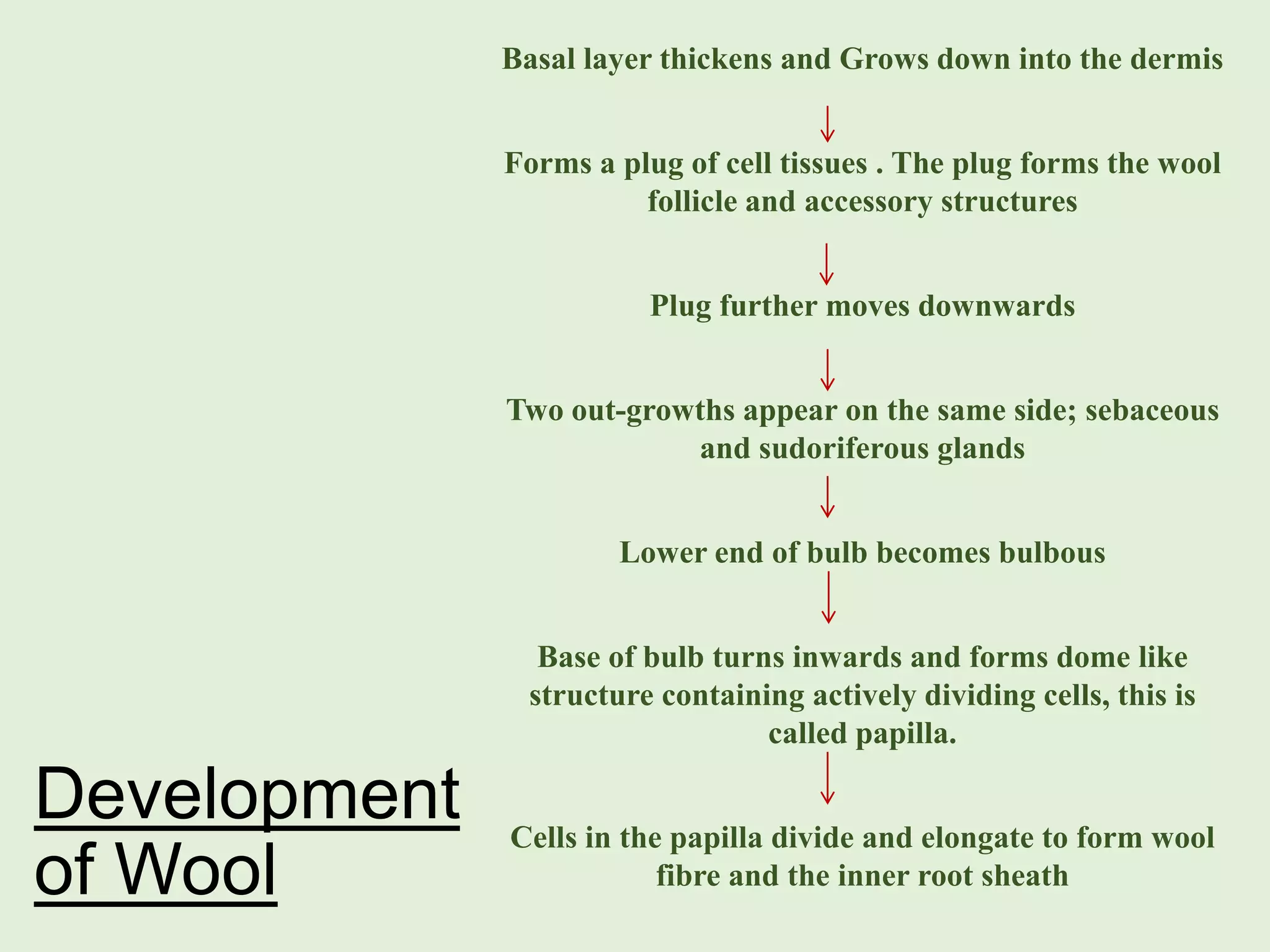 development of wool | PPTX