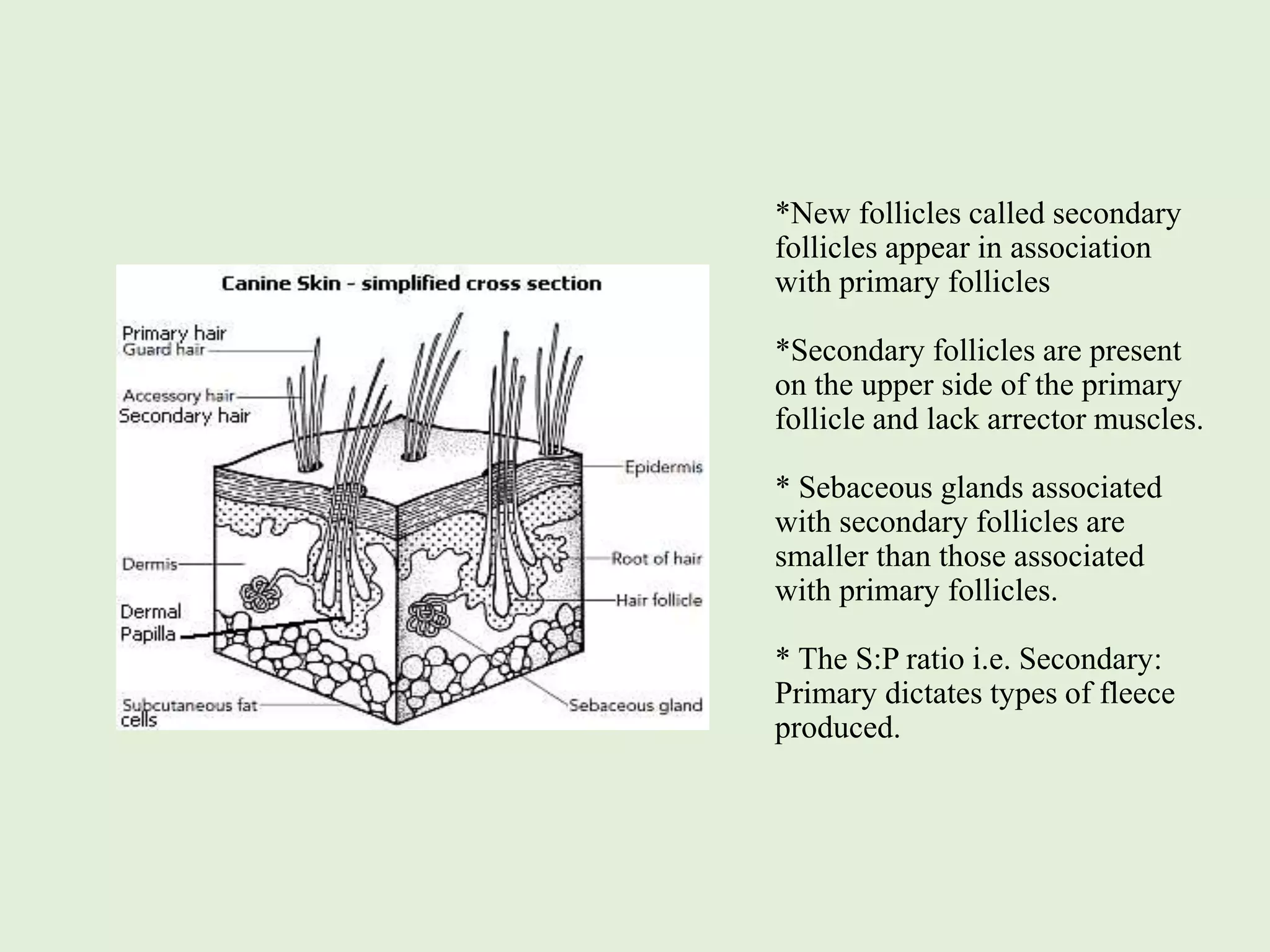 development of wool | PPTX