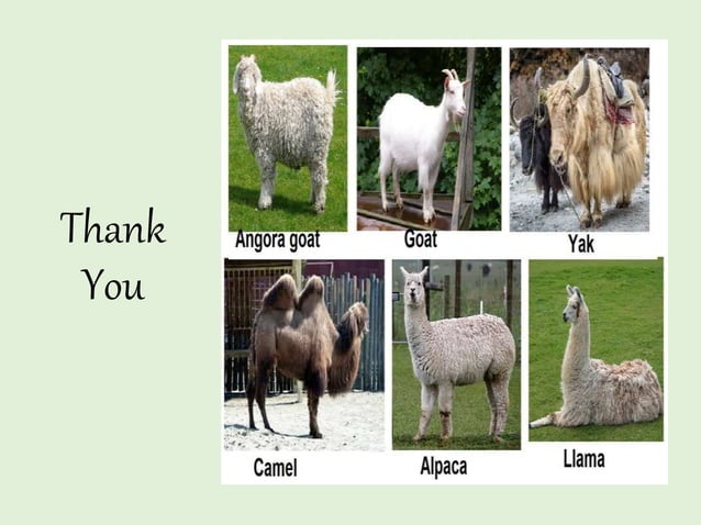 development of wool | PPT