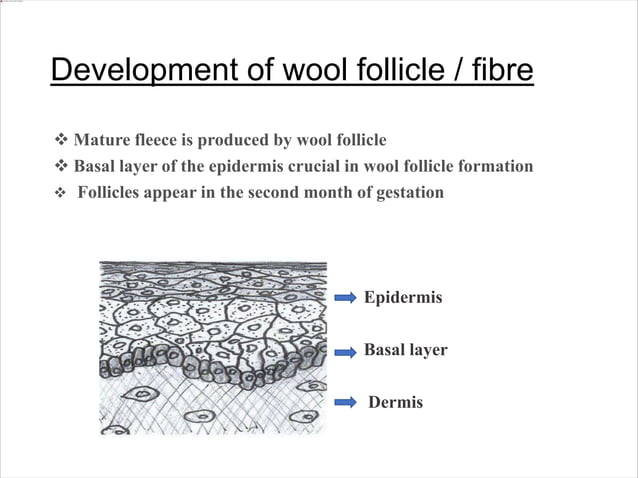 development of wool | PPTX