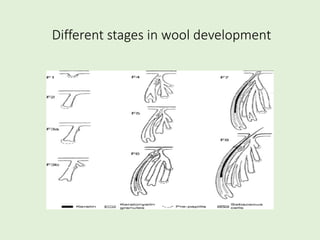 development of wool | PPTX
