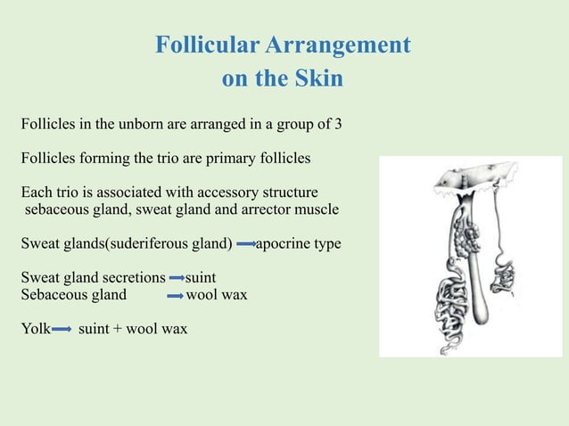 development of wool | PPT