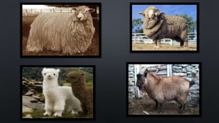 wool presentation.pptx