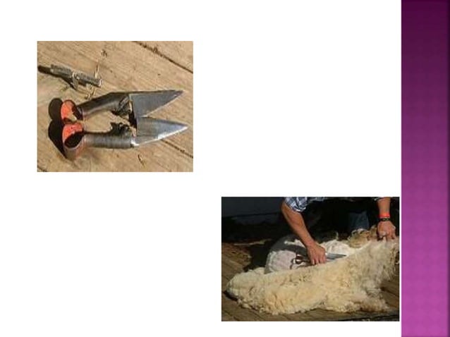 Processing of wool | PPTX | Needlework | Arts and Crafts