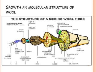 Wool Fibre | PPTX