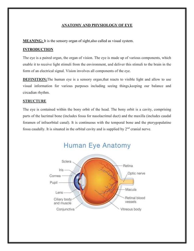 Anatomy of Eye by radhika kulvi, M.Sc nursing | DOCX | Eye and Vision ...