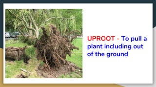 Words related to gardening | PPTX