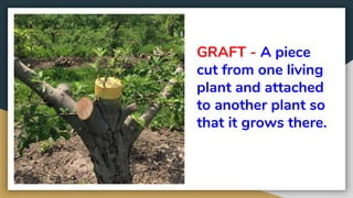 Words related to gardening | PPTX