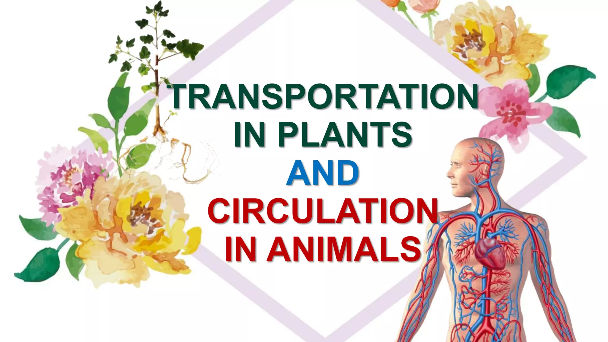TRANSPORTATION IN PLANTS AND CIRCULATION IN ANIMALS.ppt